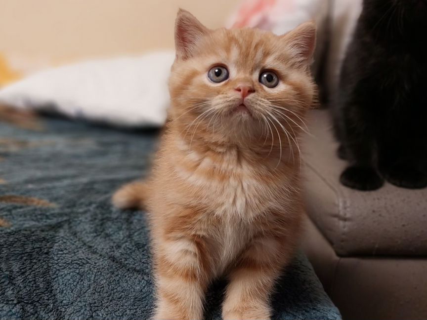 Красивые шотландские котята