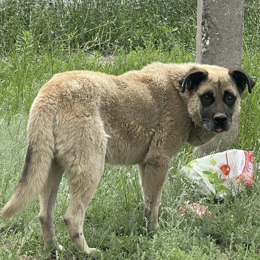 Собака в добрые руки