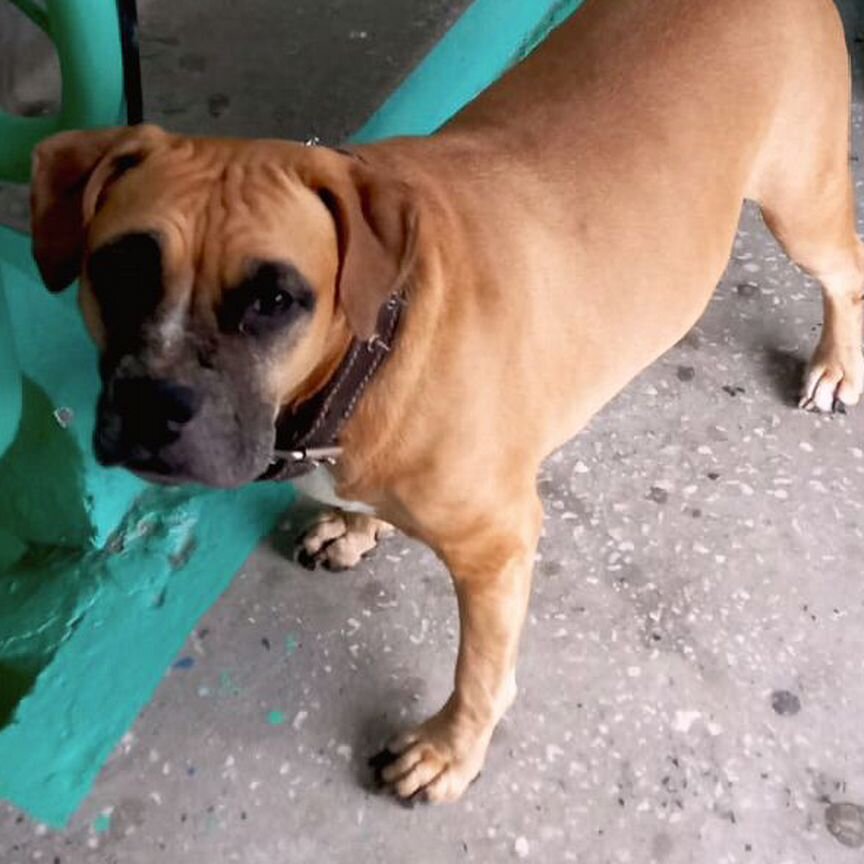 Собака боксер стерилизована 4 года