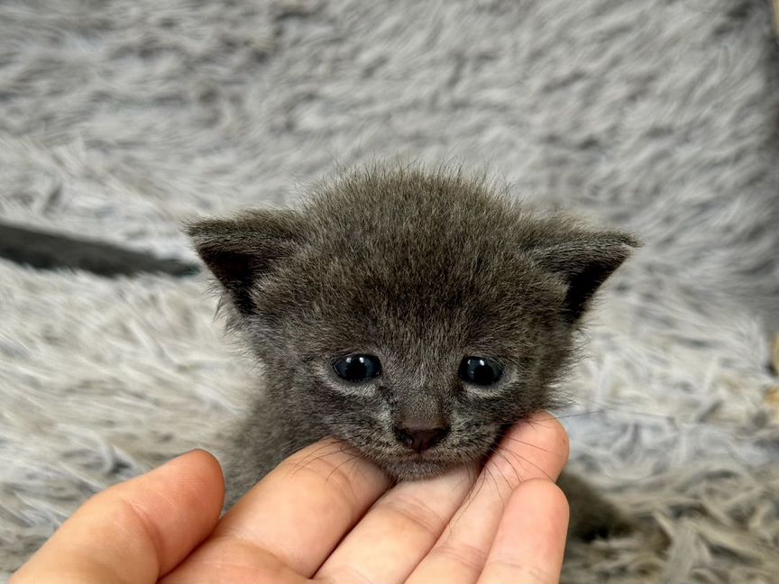 Русская голубая котенок мальчик