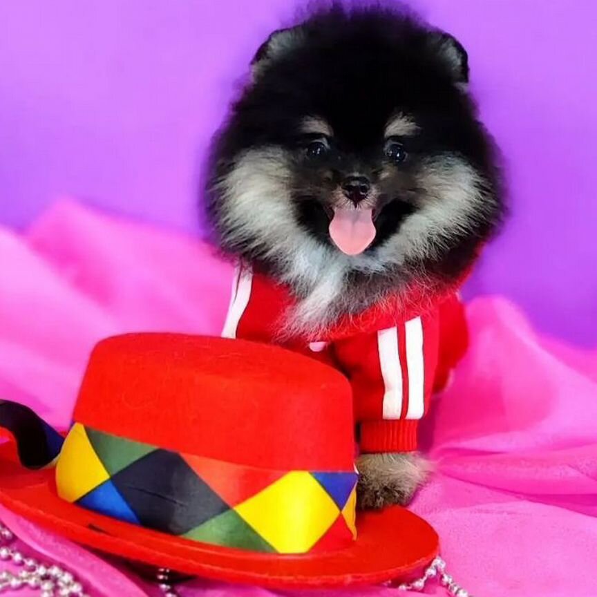 Померанский шпиц, щенок