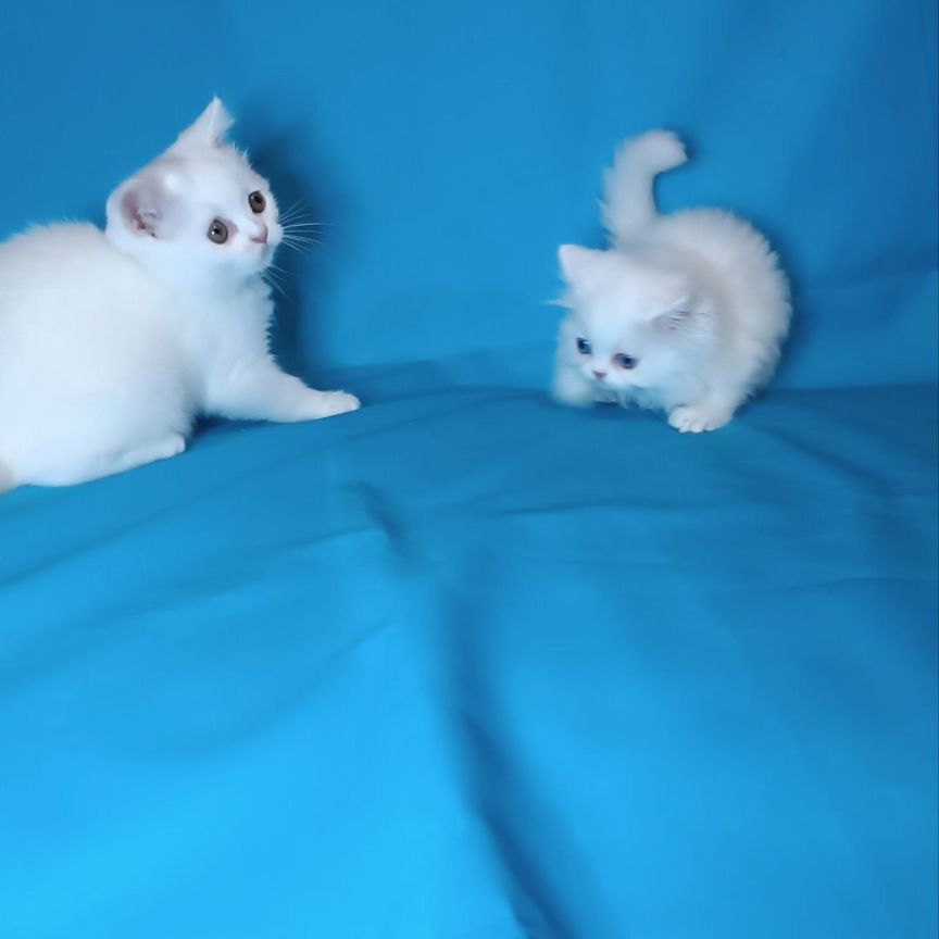 Шотландские котята