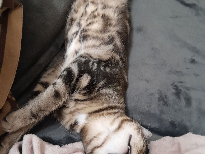 Сибирский кот