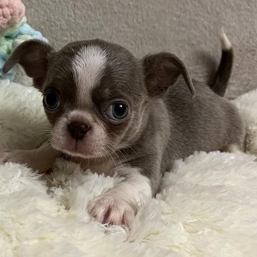 Чихуахуа, щенок