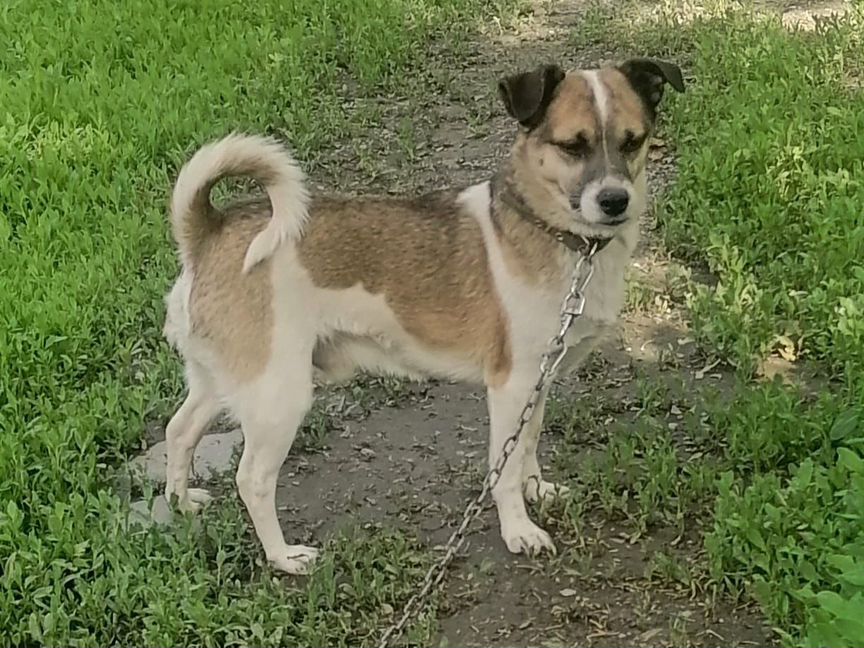 Пес Ванечка в добрые руки