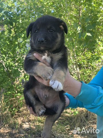 Немецкая овчарка помесь