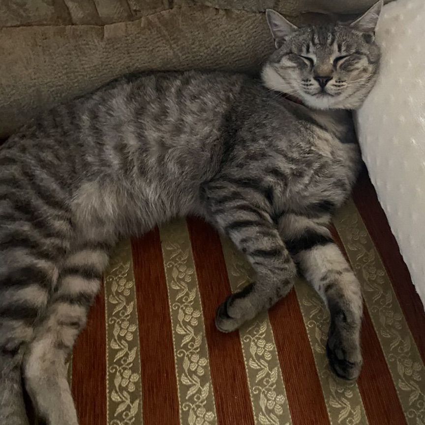 Кот серый, ласковый