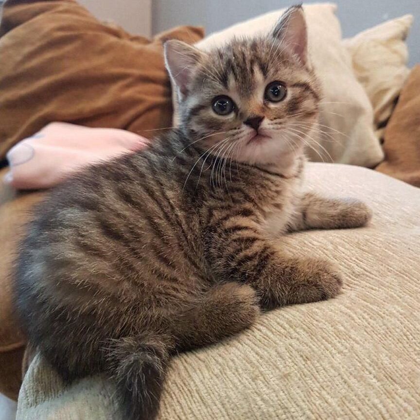 Британский короткошёрстный котёнок