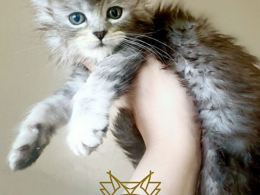 Мейн-кун котенок