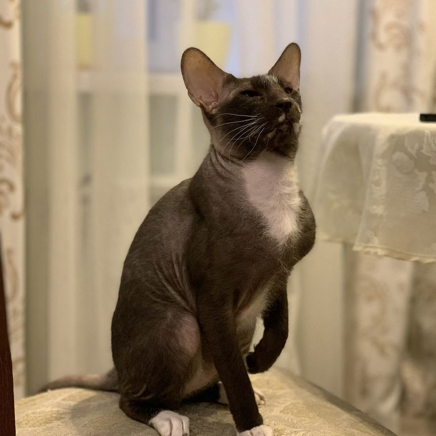 Кот в добрые руки