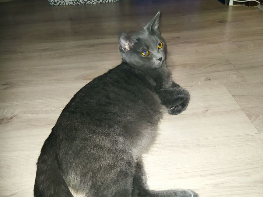 Отдам в добрые руки кошечку