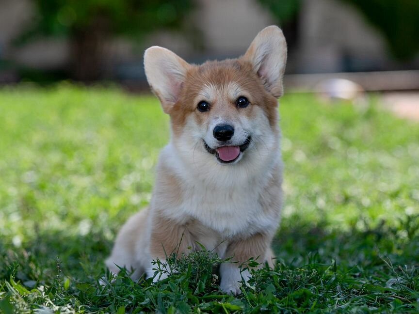 Солнечный мальчик Игрун Вельш Корги