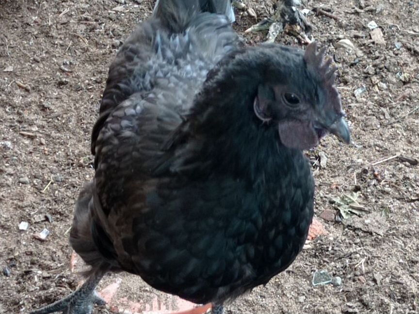 Молодые петушки