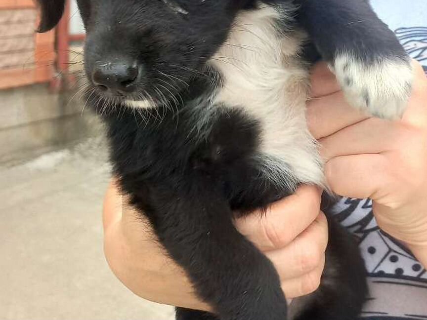 Помесь кокер спаниеля