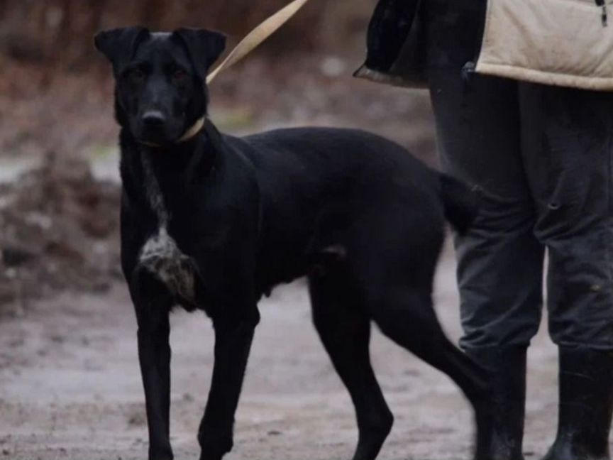 Собака в добрые руки отдам бесплатно
