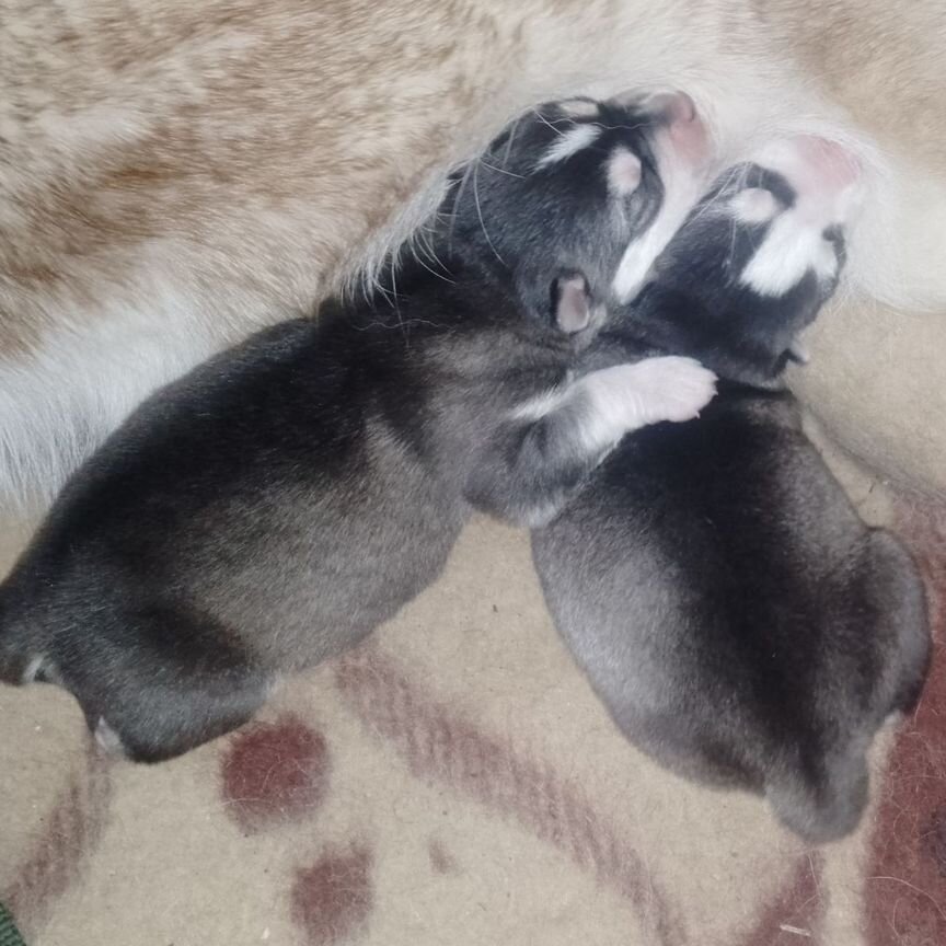 Сибирский хаски, щенок