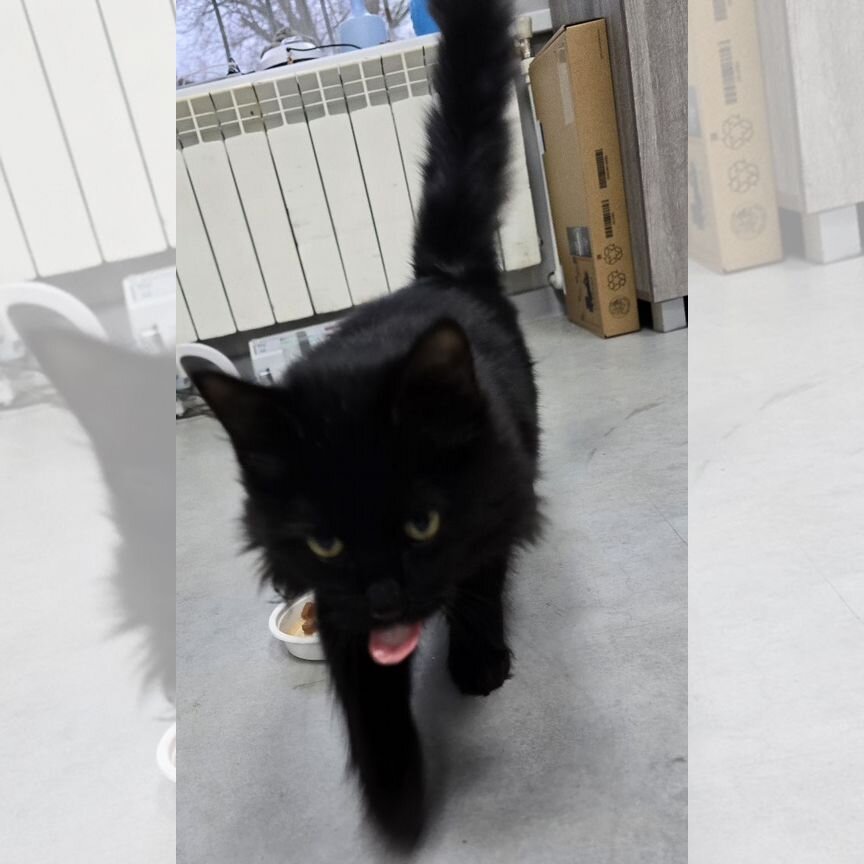 Котёнок в добрые руки