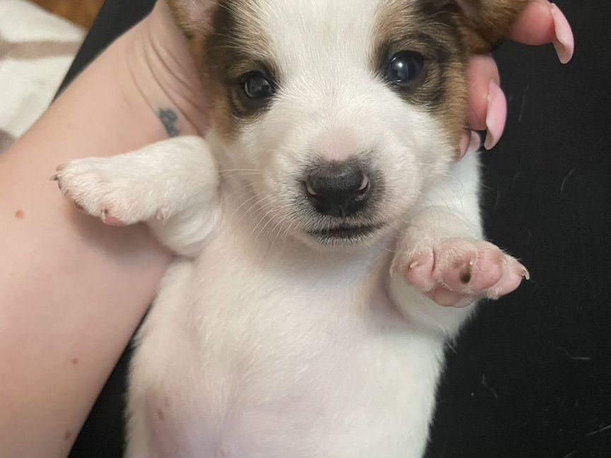 Продаем щенка Джек рассел мальчик, 2 месяца