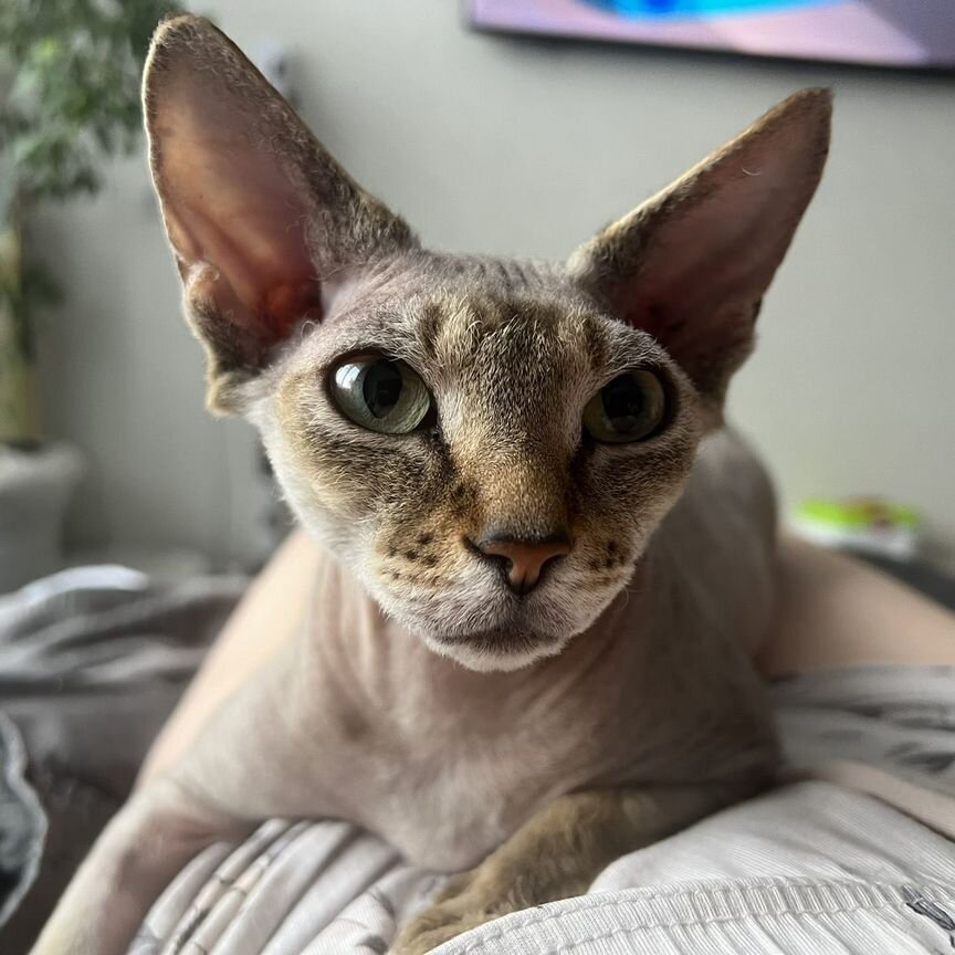 Канадский сфинкс