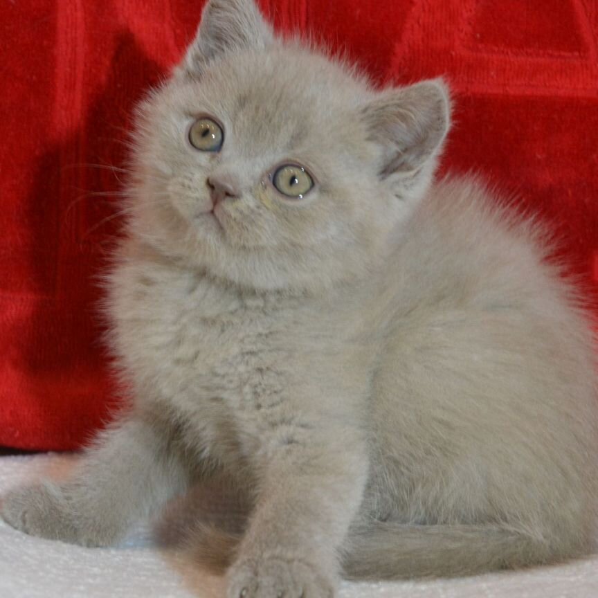 Британский кот лиловый