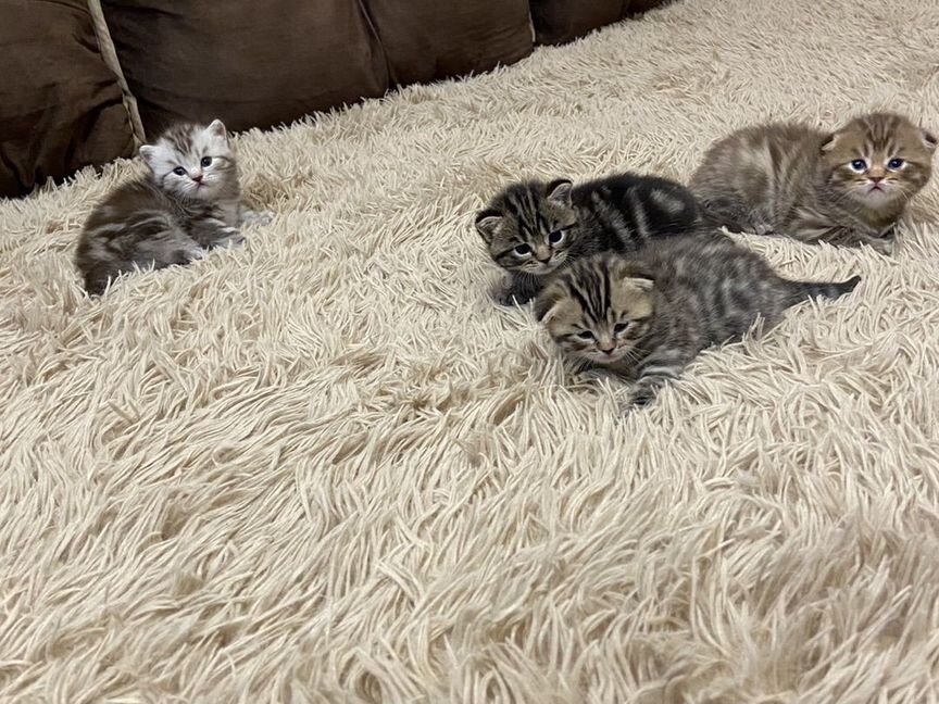 Котята шотландцы