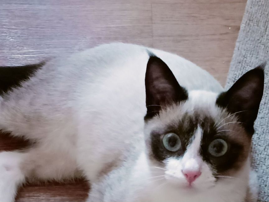 Котята метисы Сноу шу