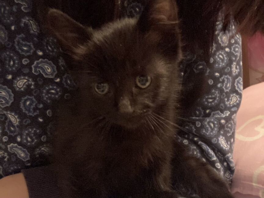 Черный котенок мальчик