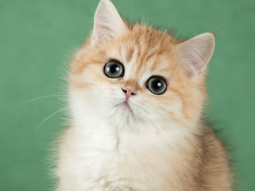 Девочка британская золотой вискас