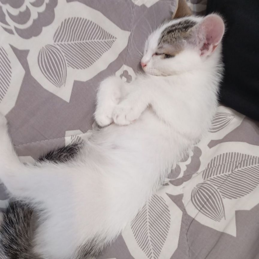 Котик бесплатно
