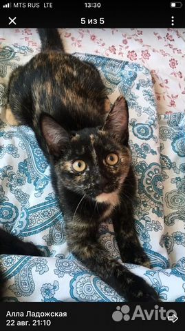 Котята в добрые руки