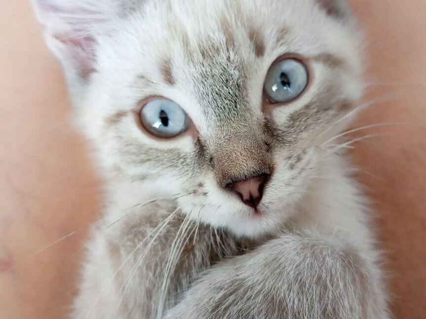 Котята в добрые руки приучены к лотку