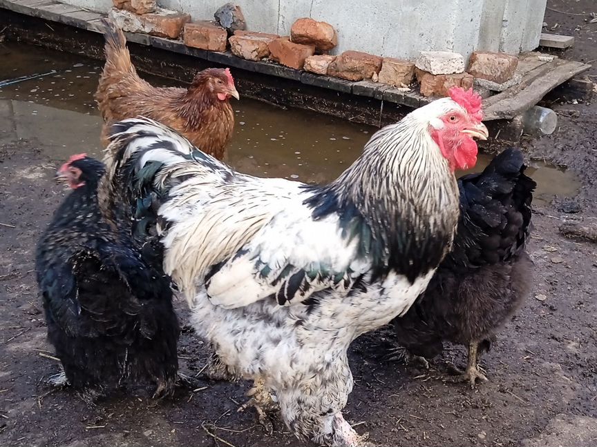 Инкубационное яйцо