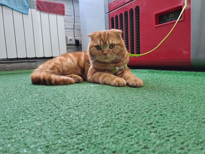 Шатландец кот вязка