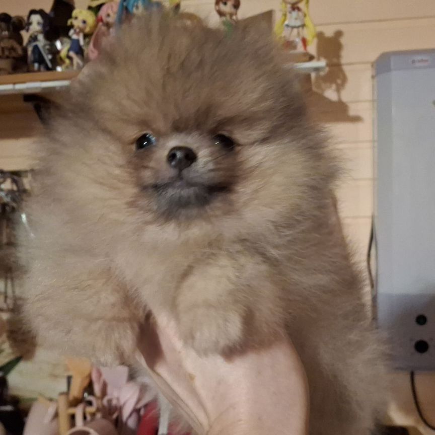 Померанский шпиц, щенок