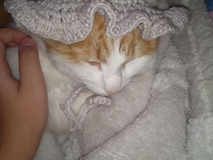 Панамки для котиков и собачек