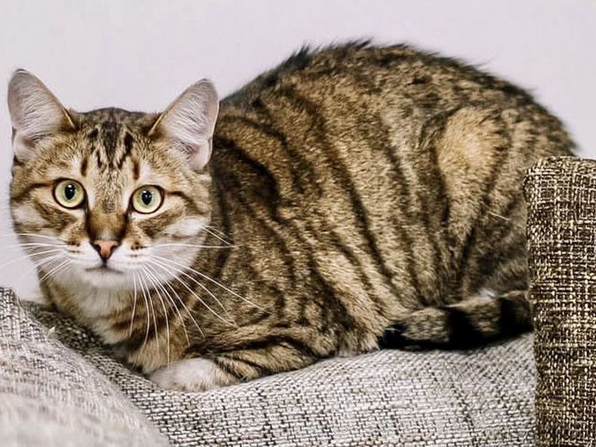 Сладкий котофей ищет дом