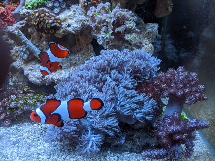 Клоуны и камень с кораллами