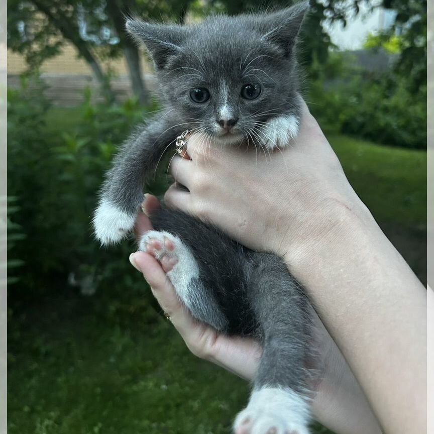 Котёнок в добрые руки