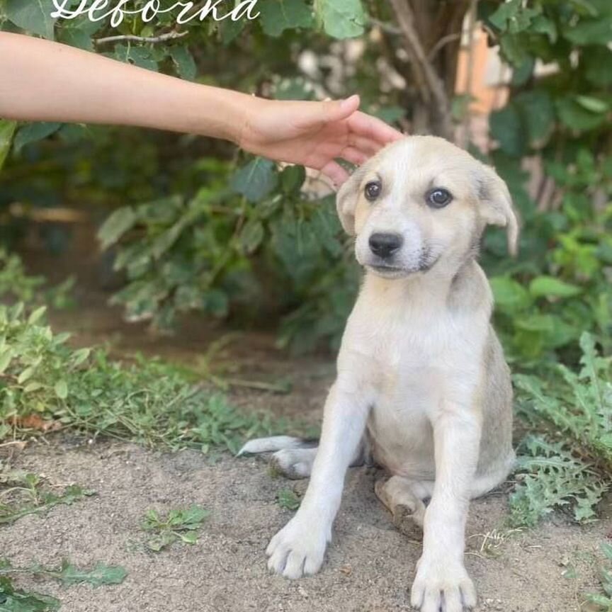 Щенки красивые