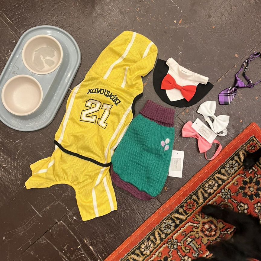 Вещи и прибамбасы доя собаки