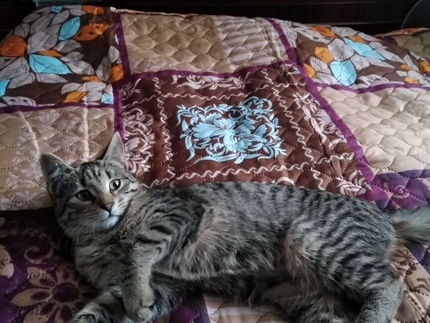 Котята в добрые руки даром бесплатно