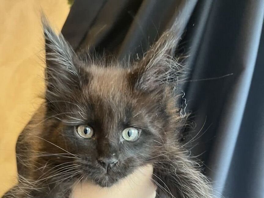 Котенок мейн-кун