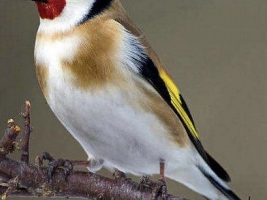 Щегол, чиж, зеленушка, овсянка, амадины