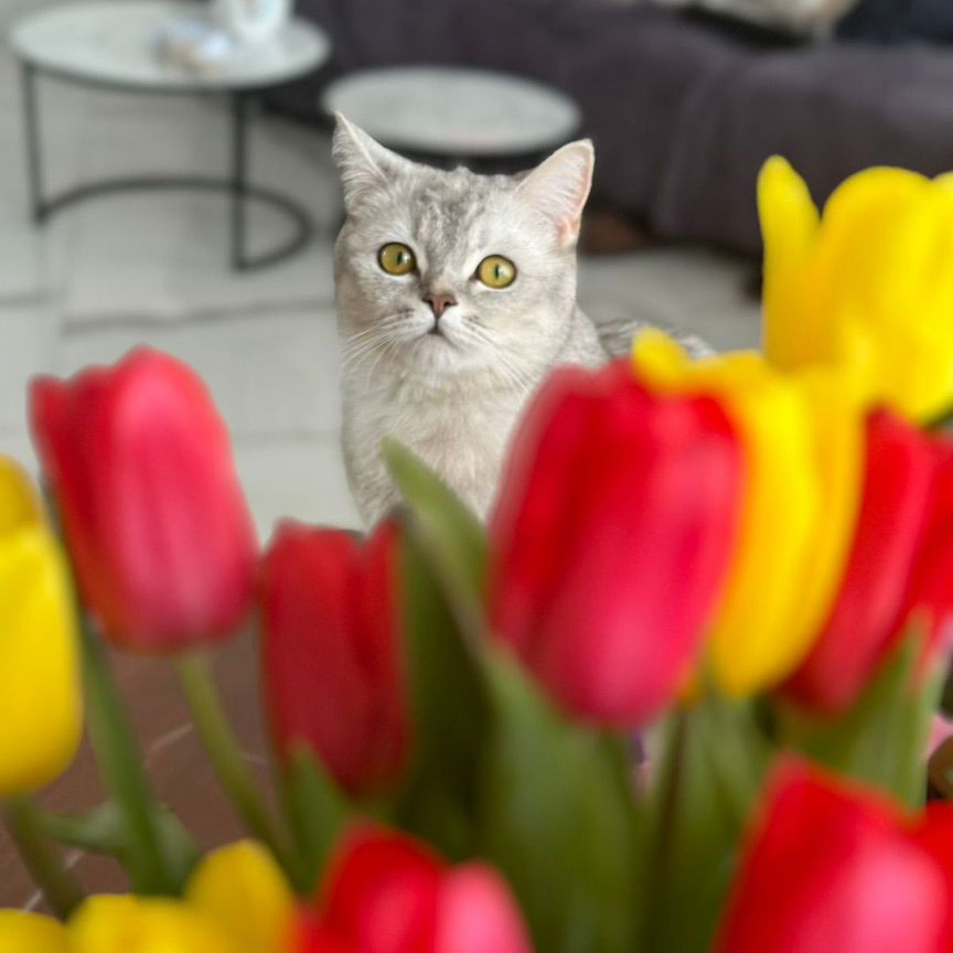 Кошка в доьрые руки