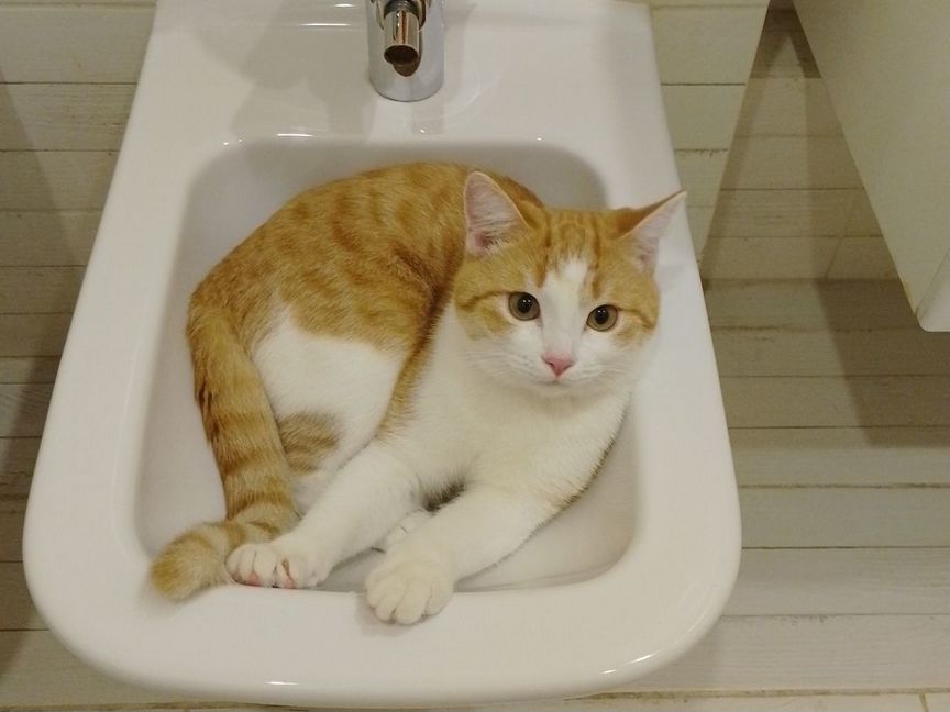 Котик в добрые руки