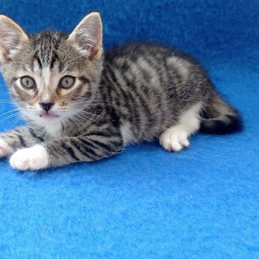 Маленький Миша ищет дом