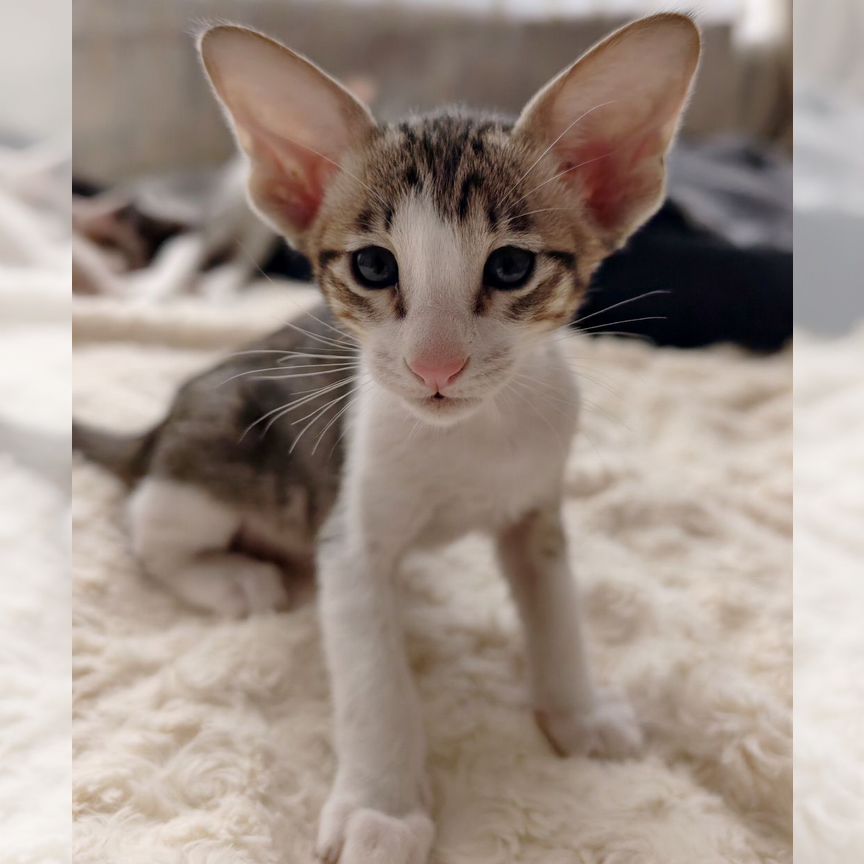 Ориентальный котёнок