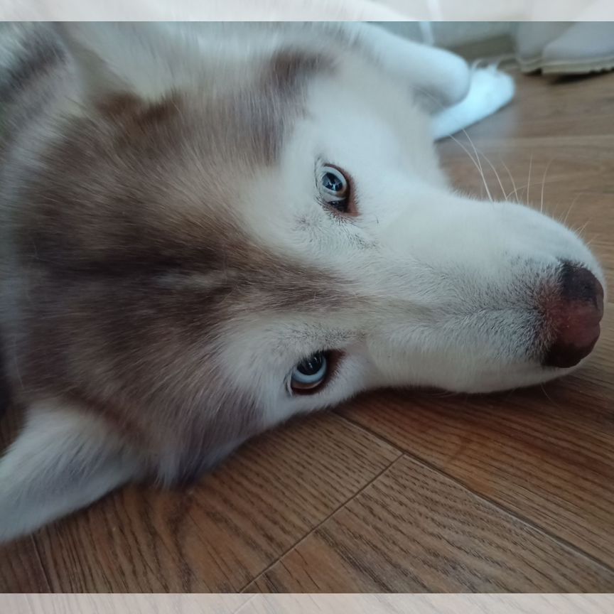 Сибирский хаски, взрослая собака