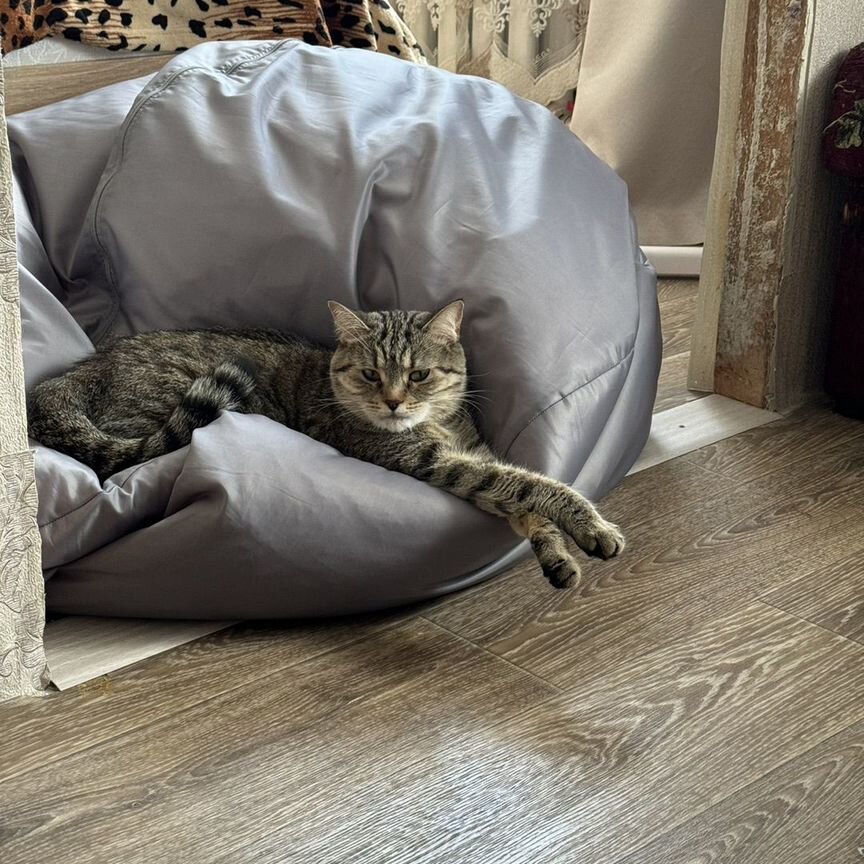 Отдам кошку в добрые руки