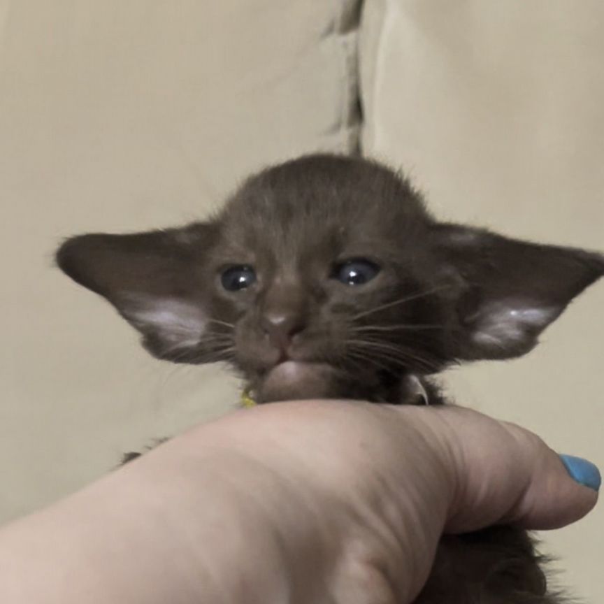 Ориентальные котята экстрим